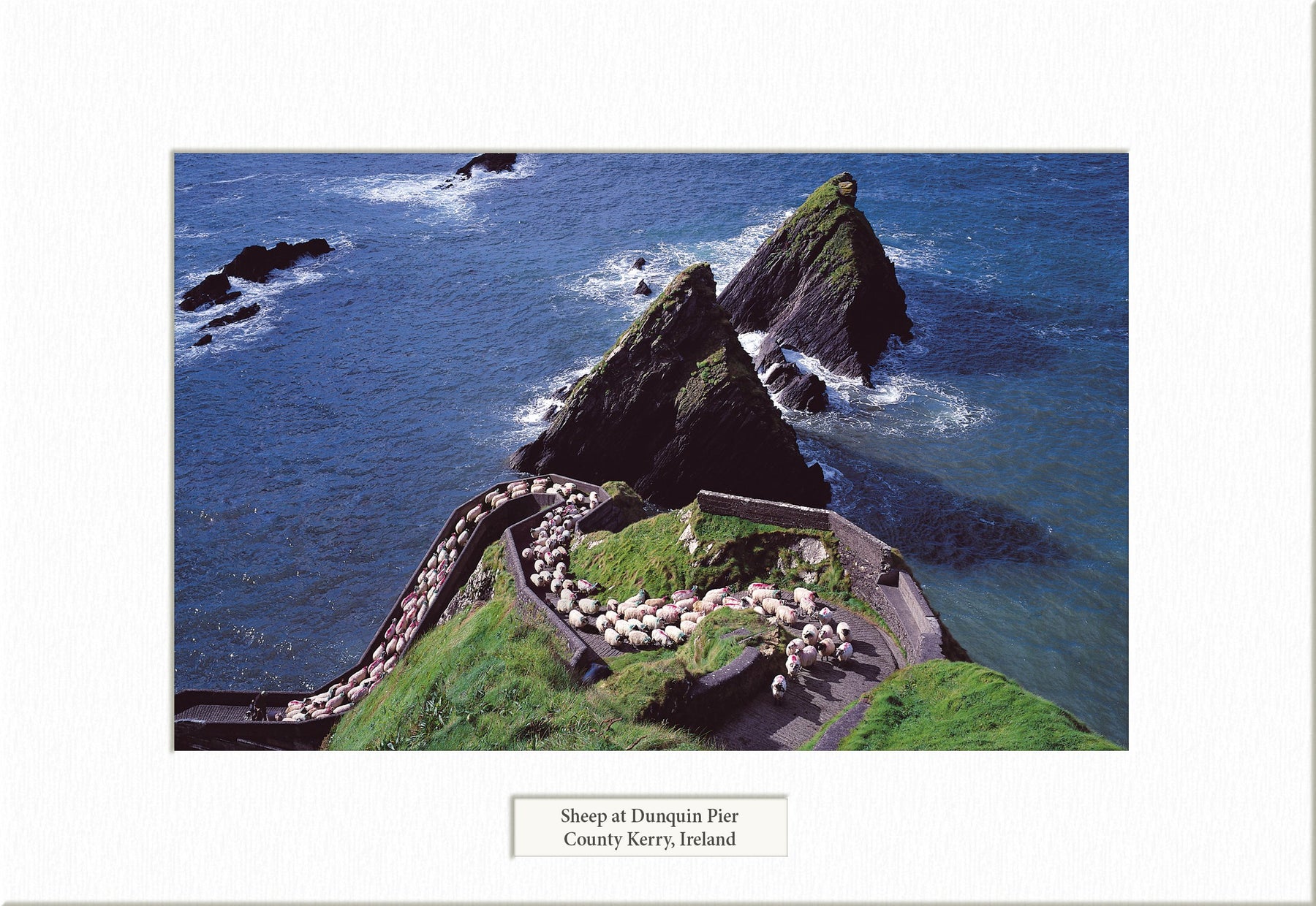 Sheep at Dunquin Pier - Visions of Ireland – Real Ireland - Picture Press