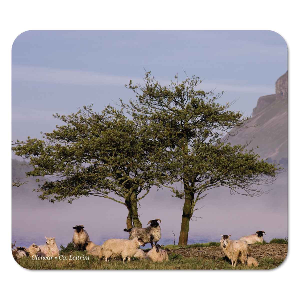 Irish Sheep Coasters – Real Ireland - Picture Press